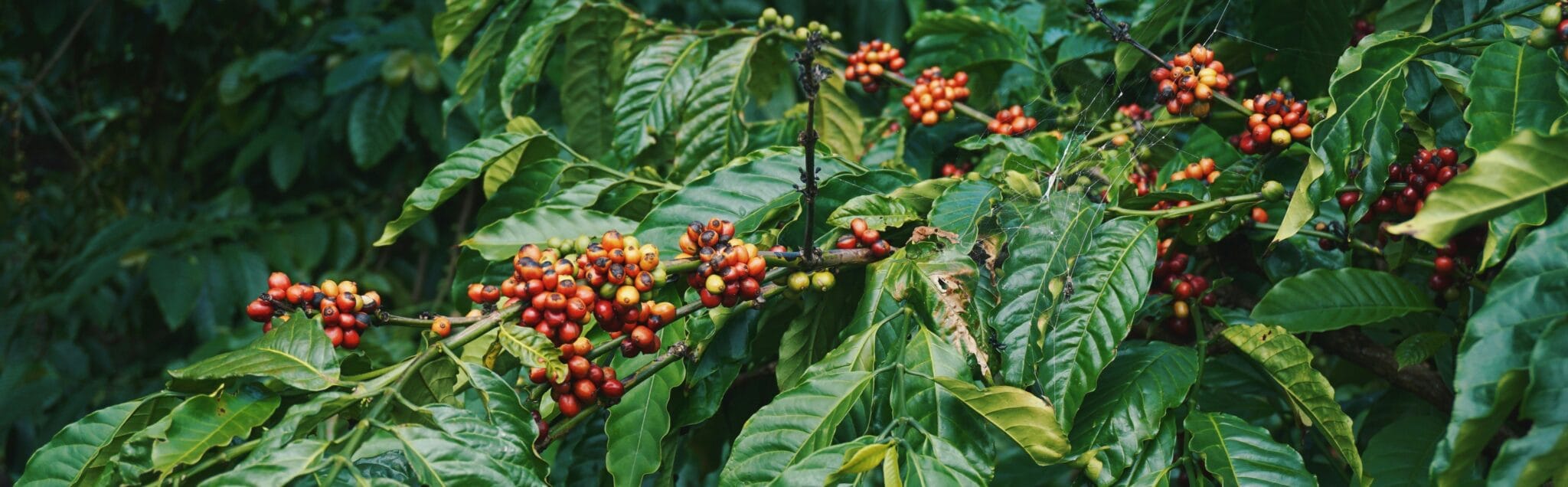 The Enchanting World of Coorg Coffee Plantations: A Journey Through ...