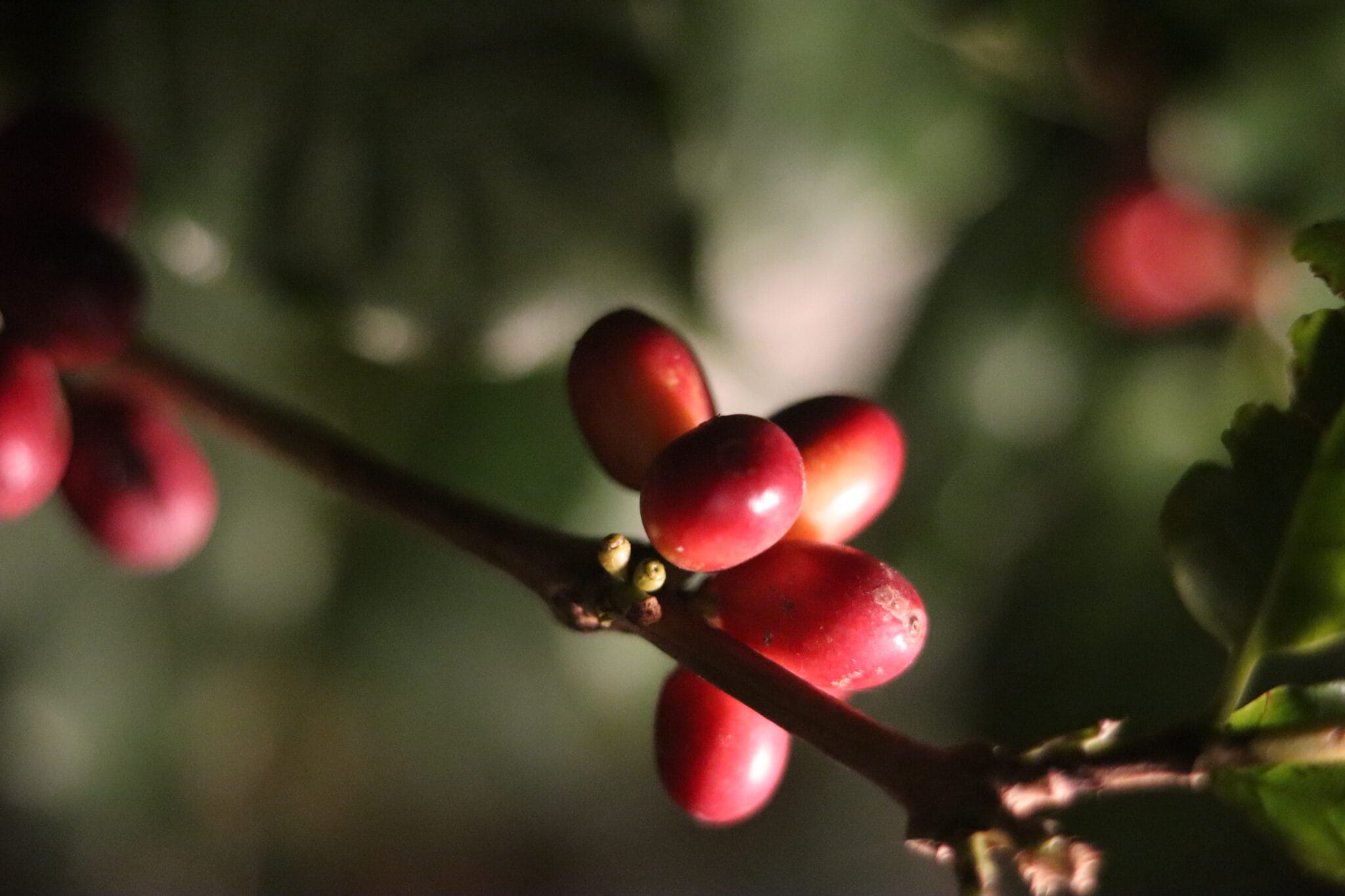Beyond the Usual: Offbeat Places to Visit in Coorg